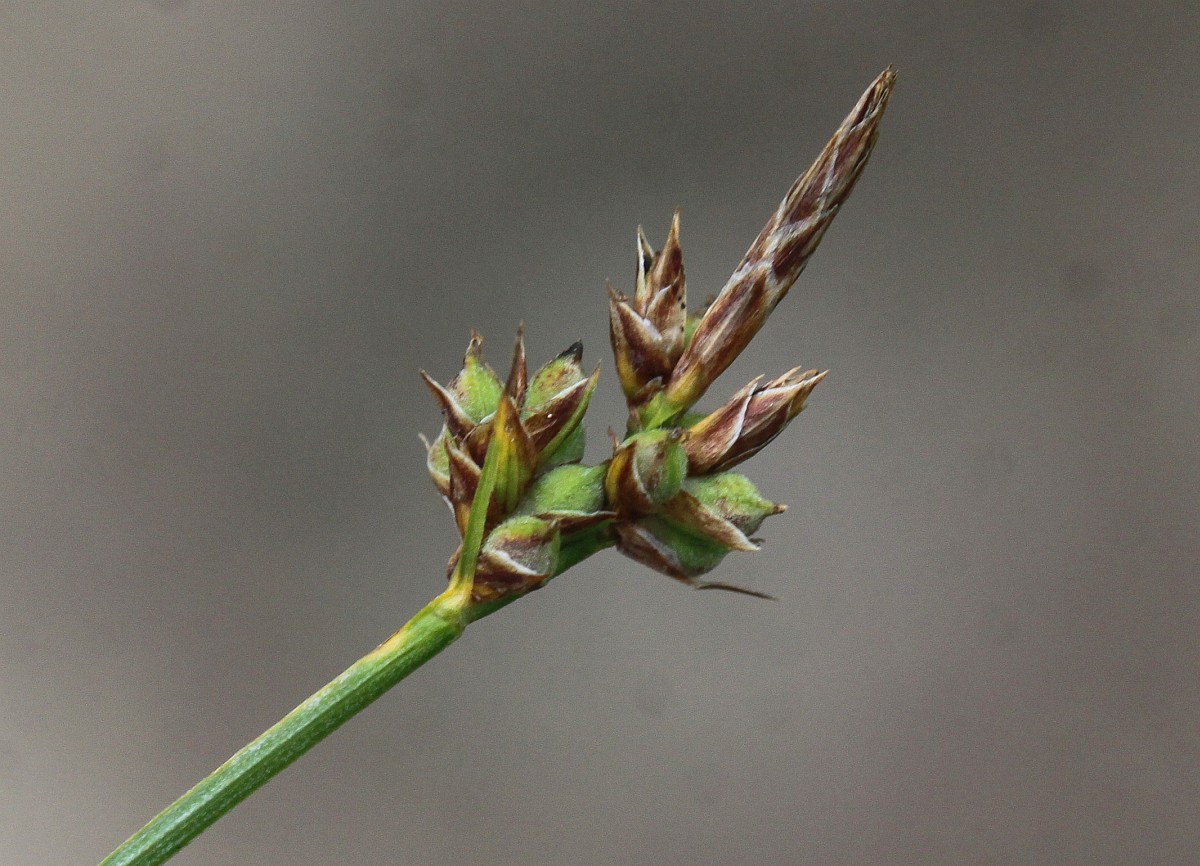 Carex pilulifera, Pill Sedge