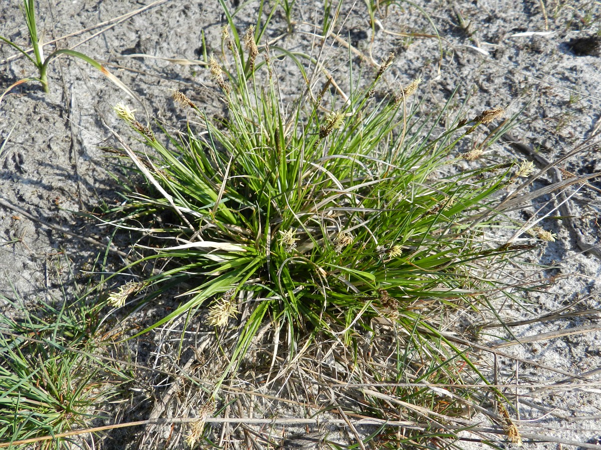 Carex pilulifera, Pill Sedge