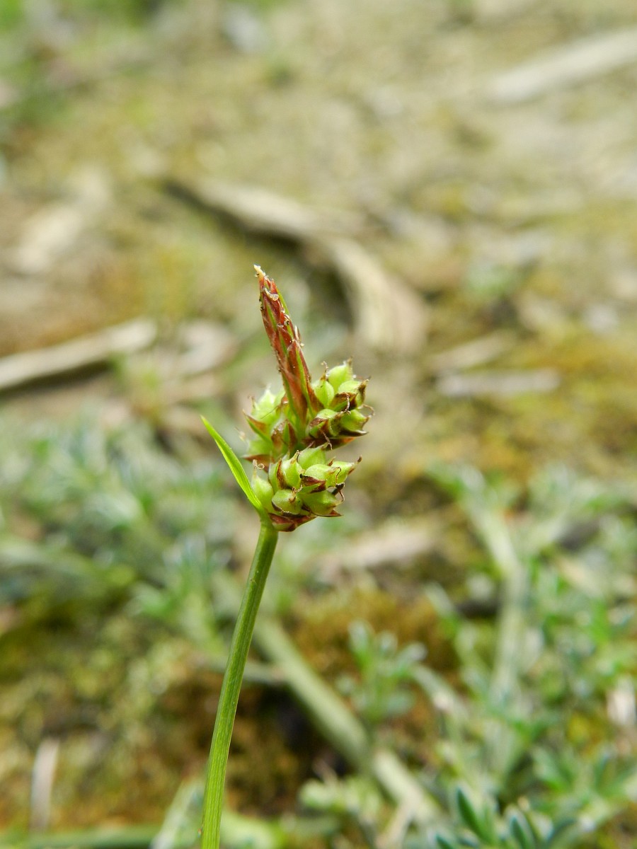 Carex pilulifera, Pill Sedge