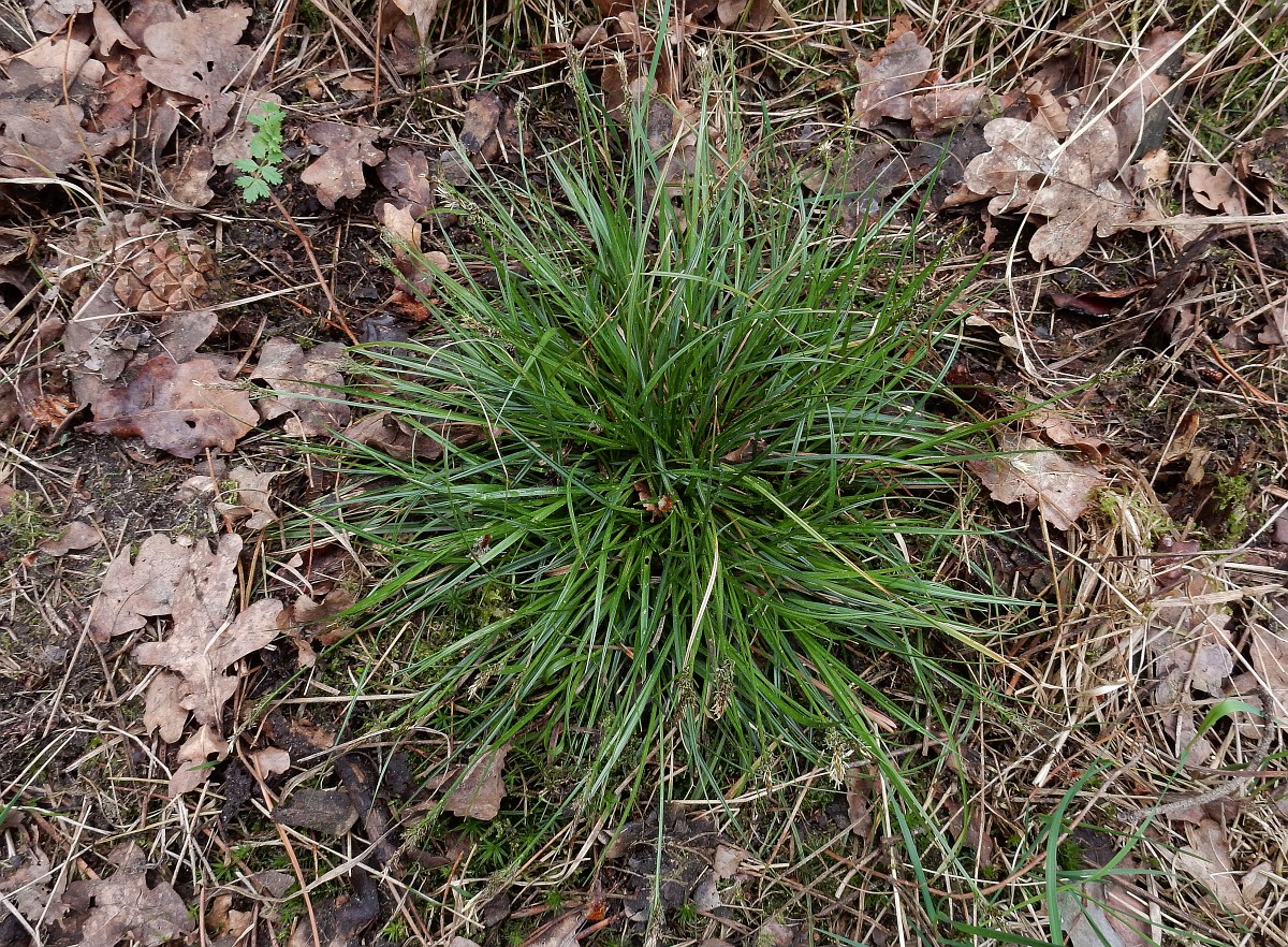 Carex pilulifera, Pill Sedge