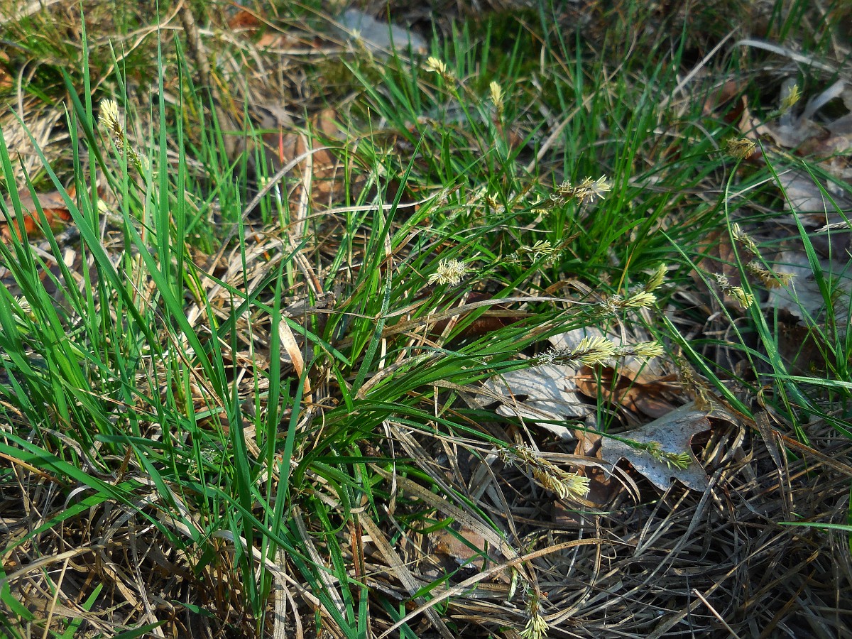 Carex pilulifera, Pill Sedge