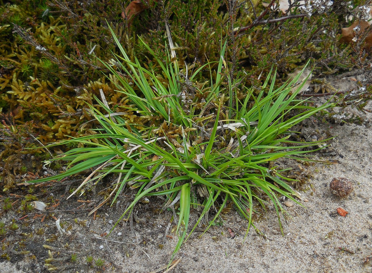 Carex pilulifera, Pill Sedge