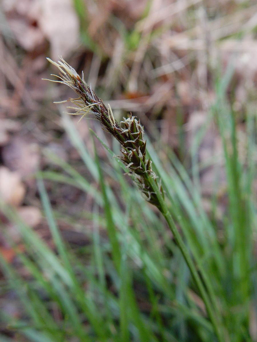 Carex pilulifera, Pill Sedge