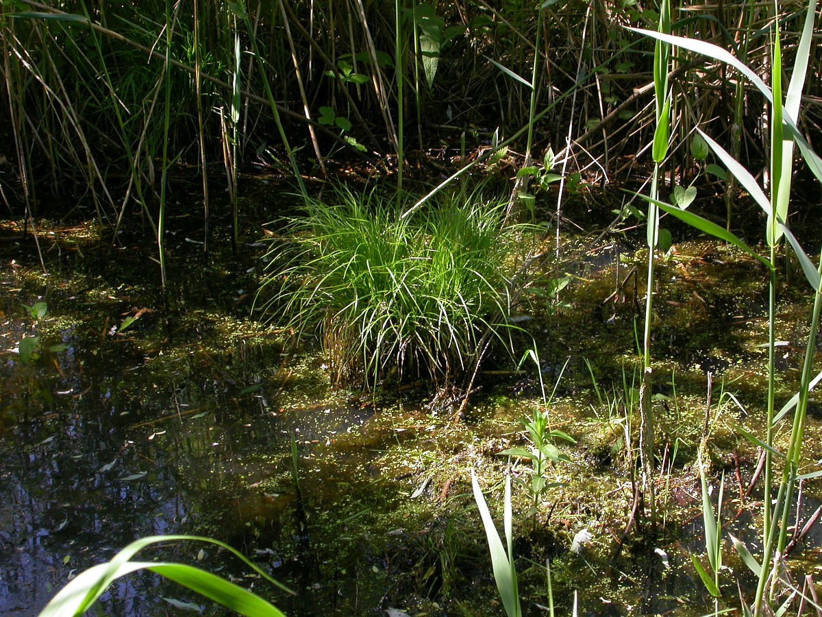 Carex remota, Remote Sedge