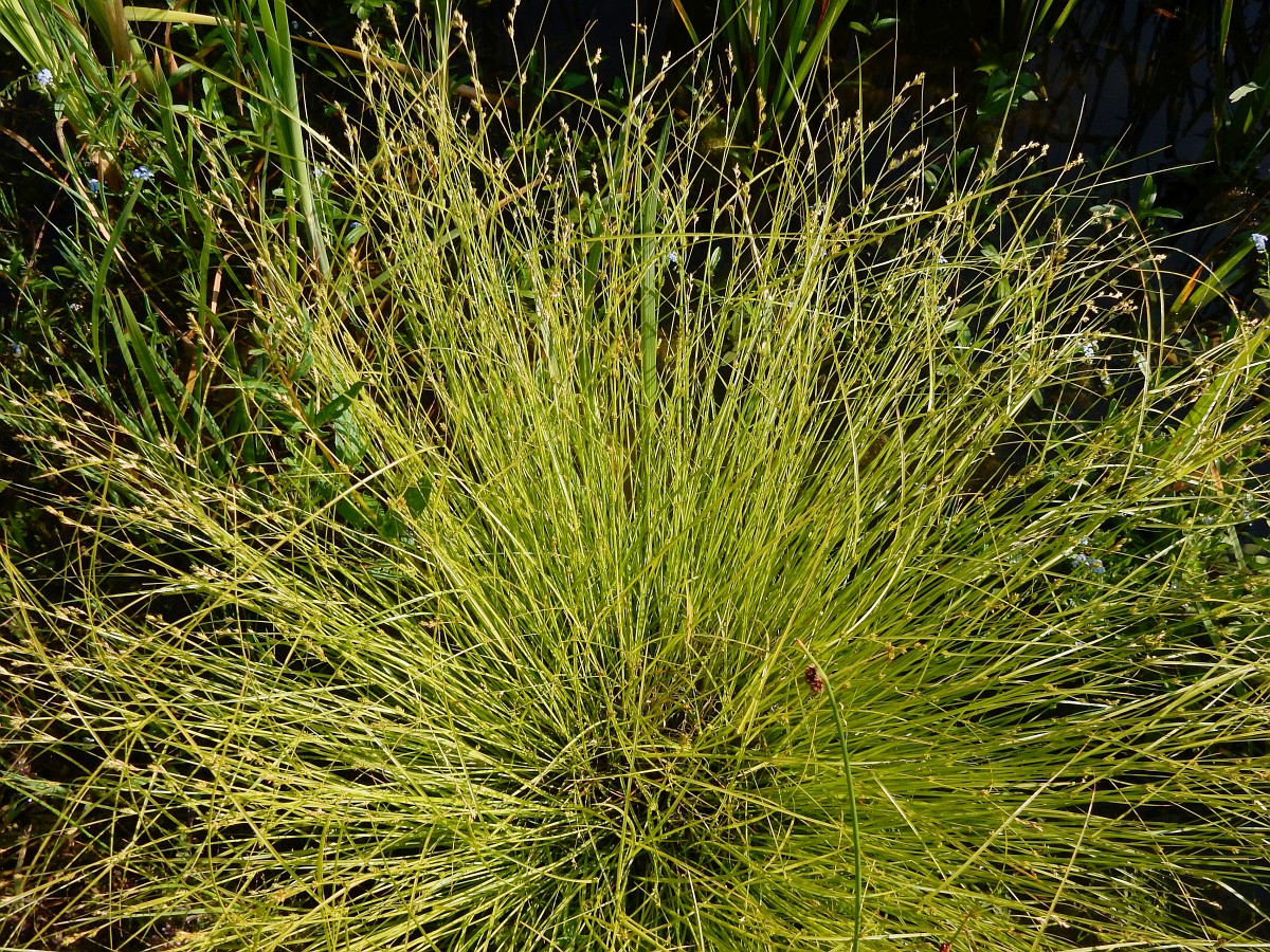Carex remota, Remote Sedge