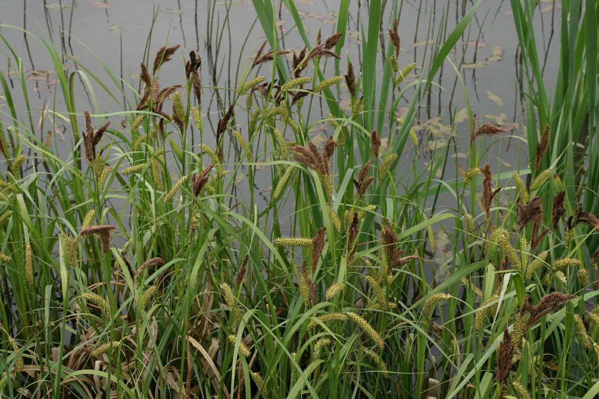 Carex riparia, Pond Sedge