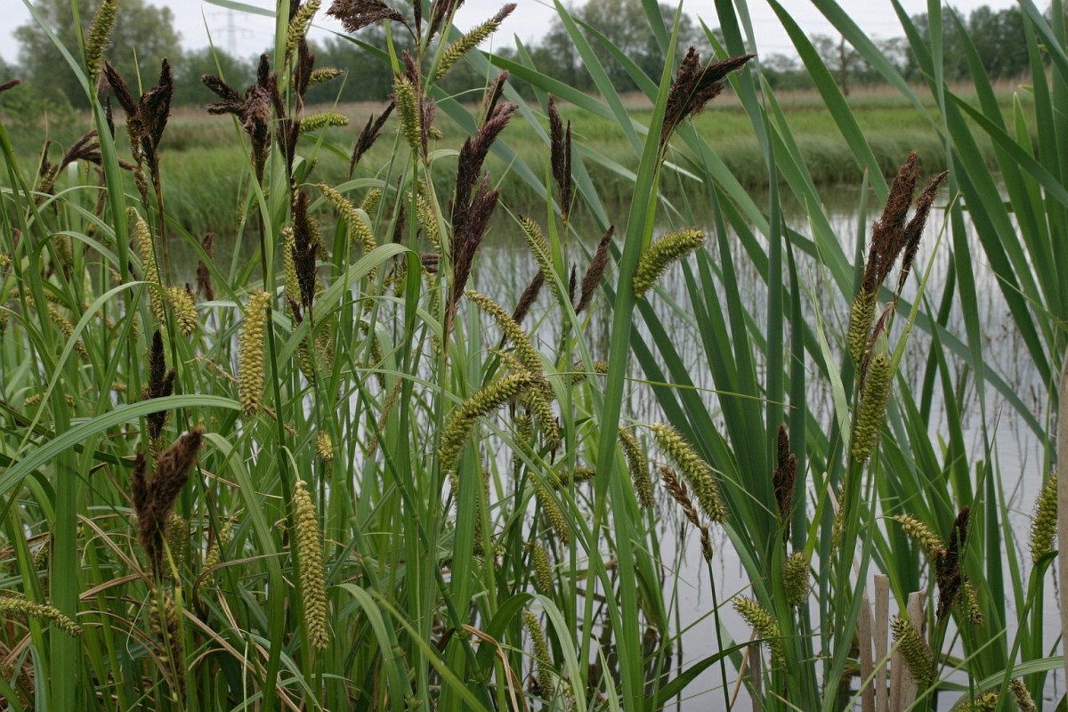 Carex riparia, Pond Sedge