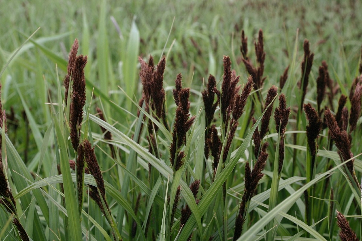 Carex riparia, Pond Sedge