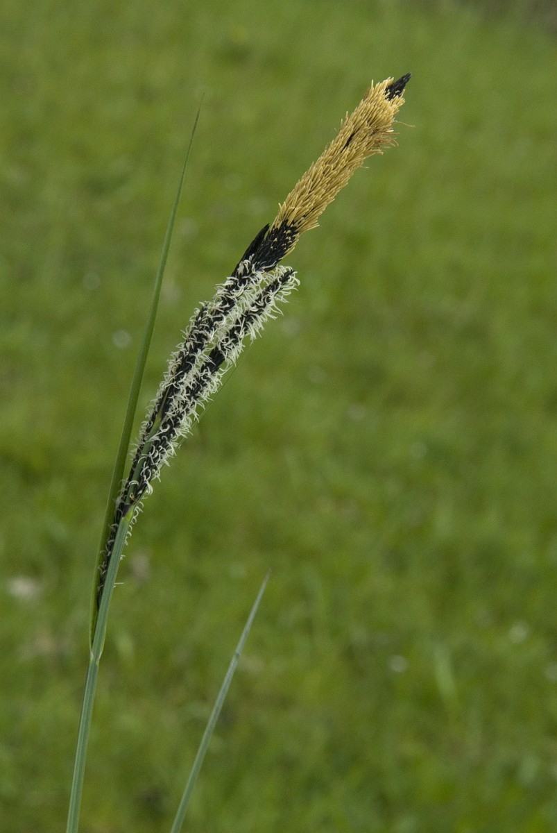 Carex riparia, Pond Sedge