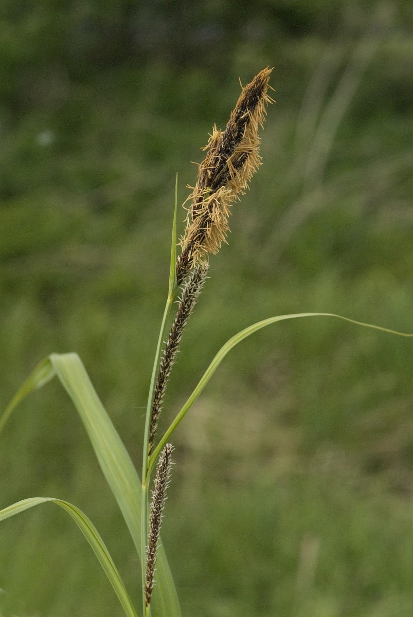 Carex riparia, Pond Sedge