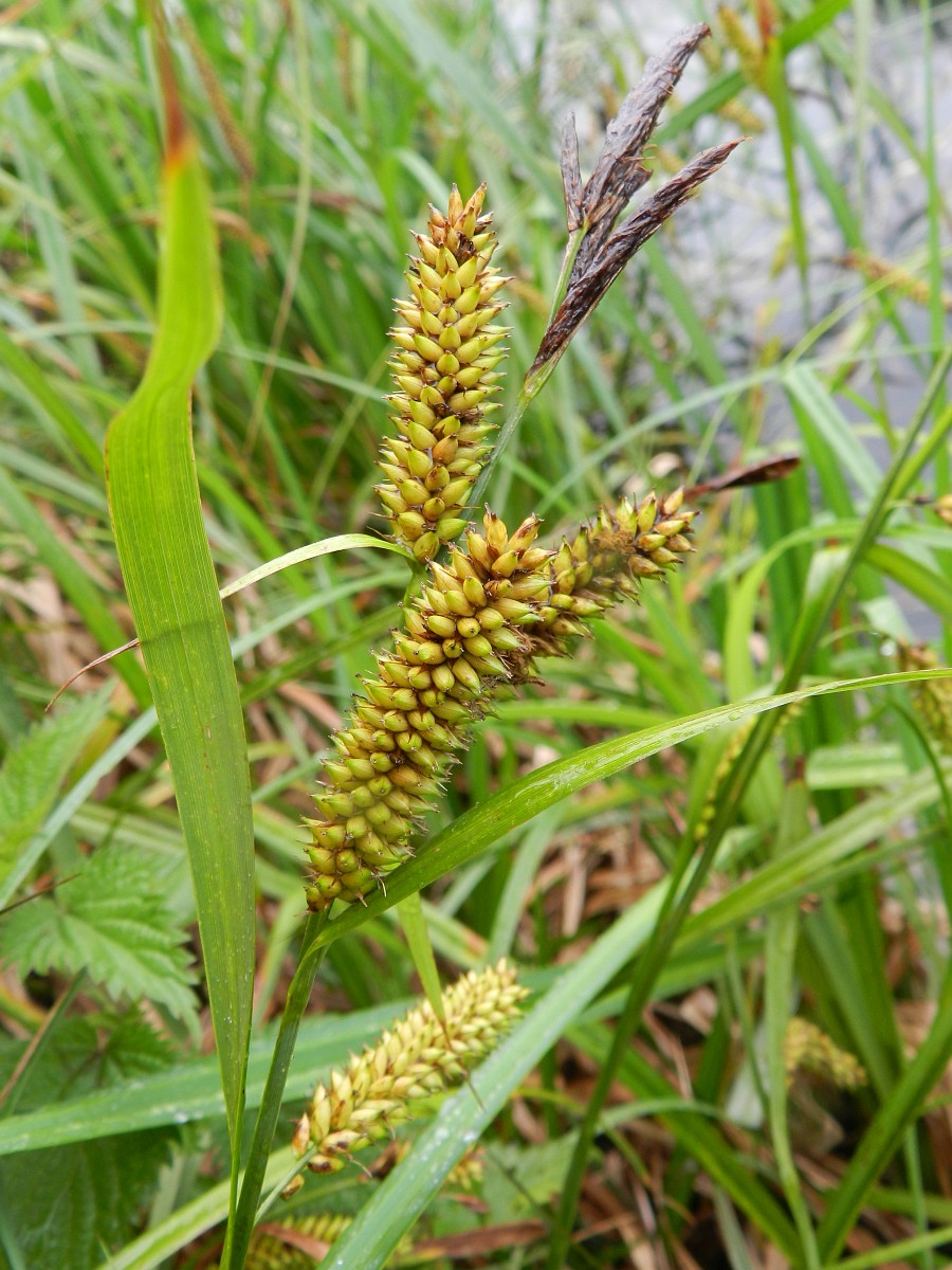 Carex riparia, Pond Sedge