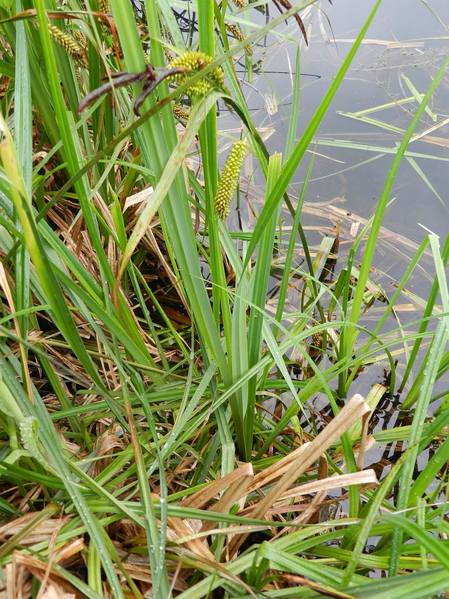 Carex riparia, Pond Sedge