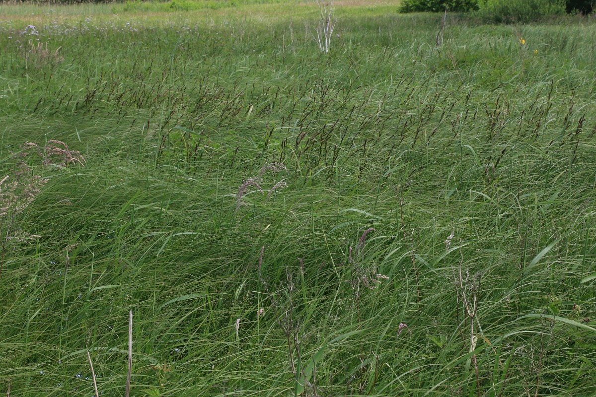 Carex riparia, Pond Sedge