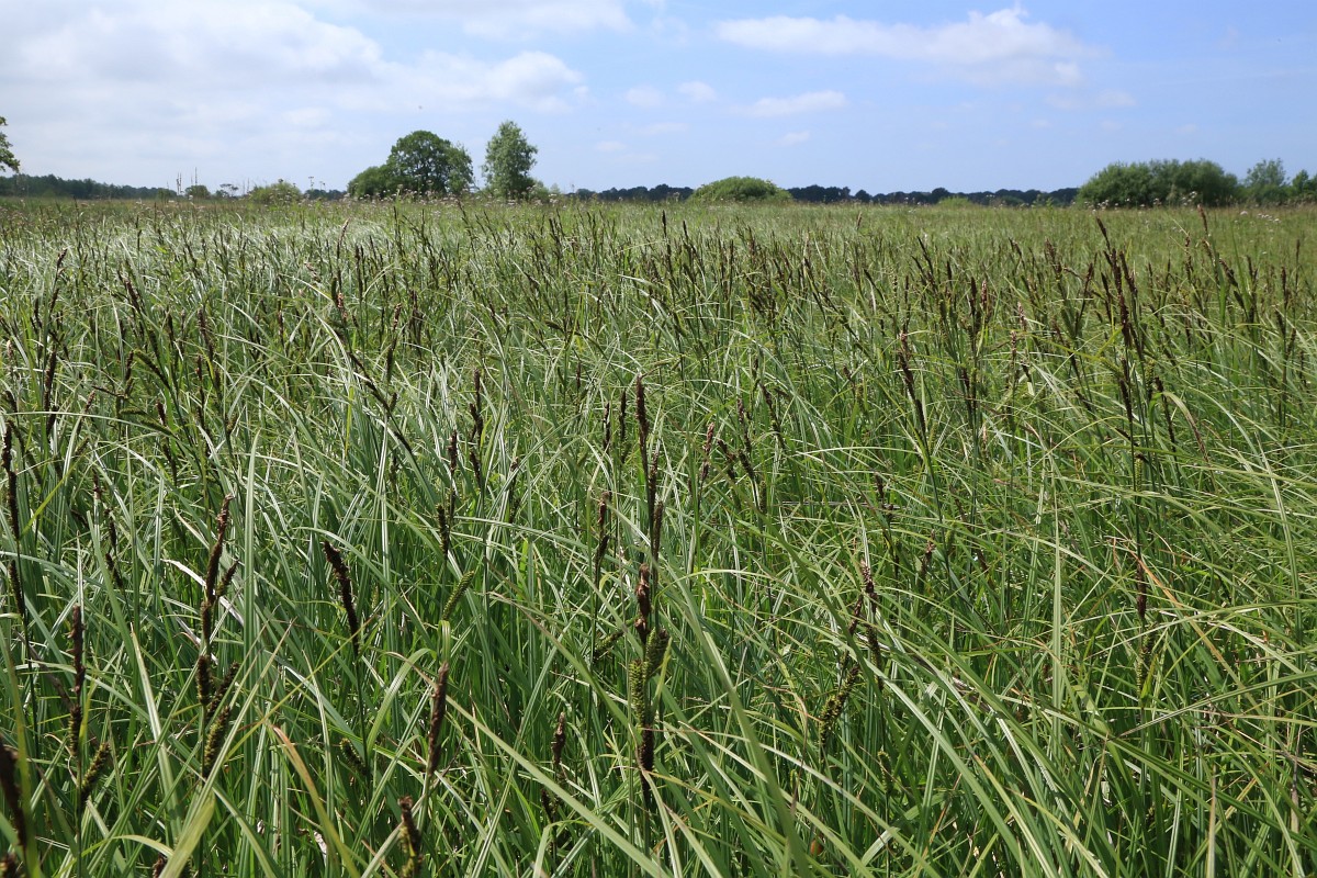 Carex riparia, Pond Sedge