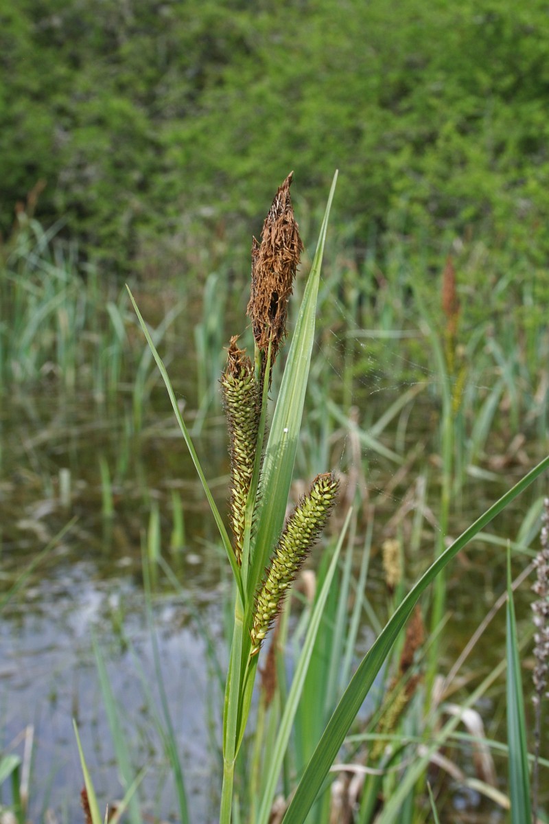 Carex riparia, Pond Sedge