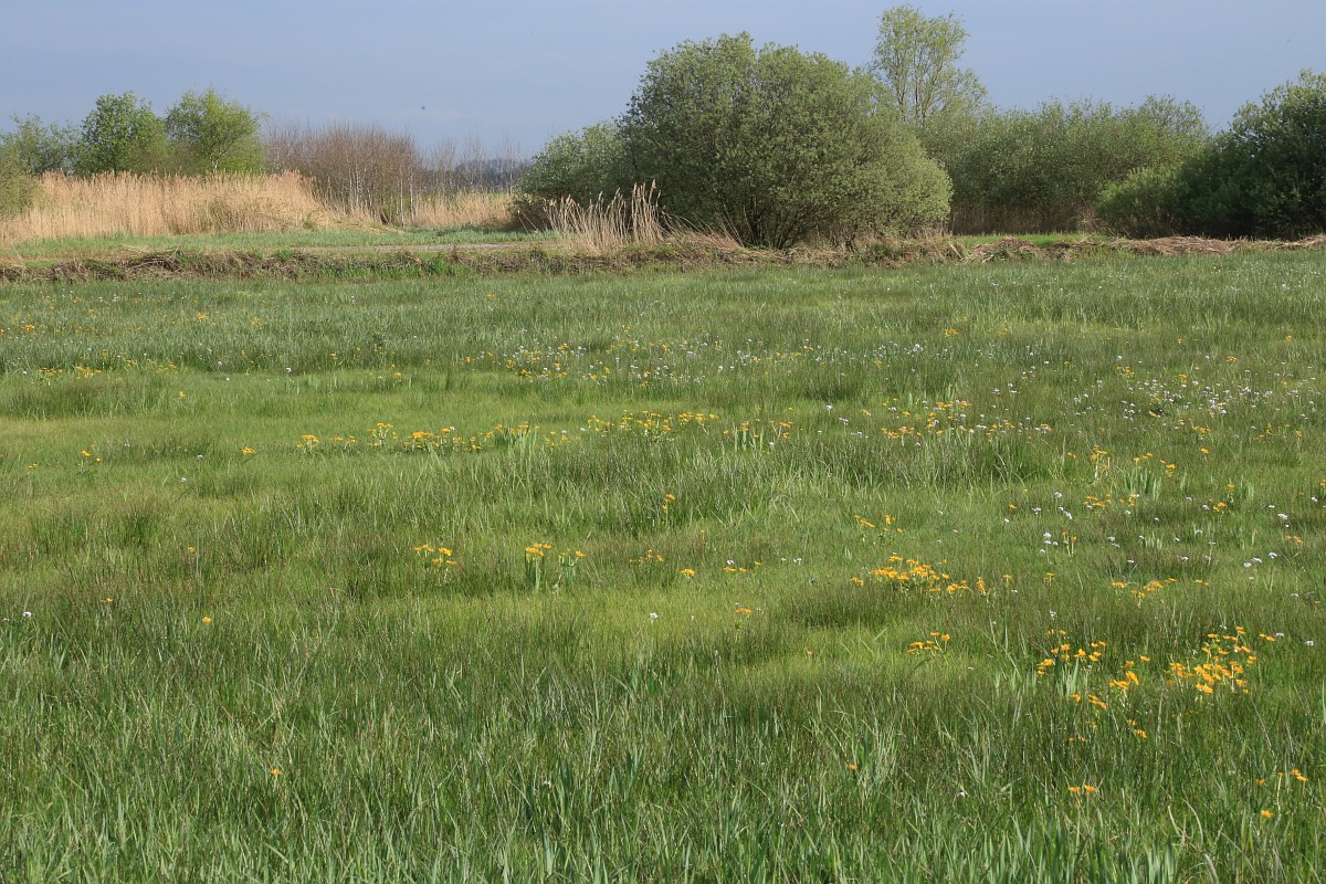 Carex riparia, Pond Sedge