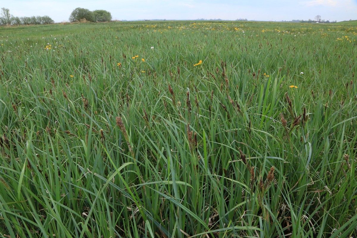 Carex riparia, Pond Sedge