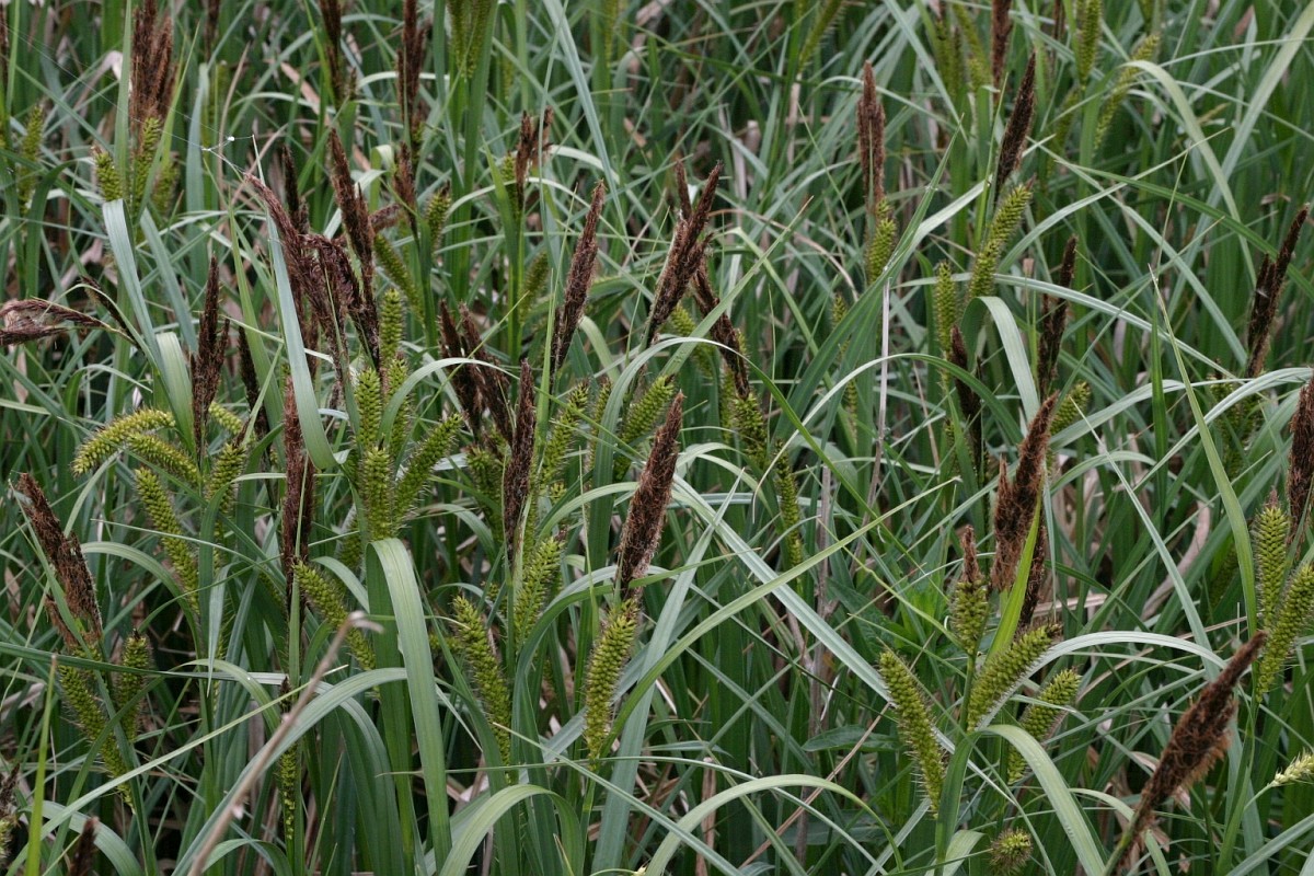 Carex riparia, Pond Sedge