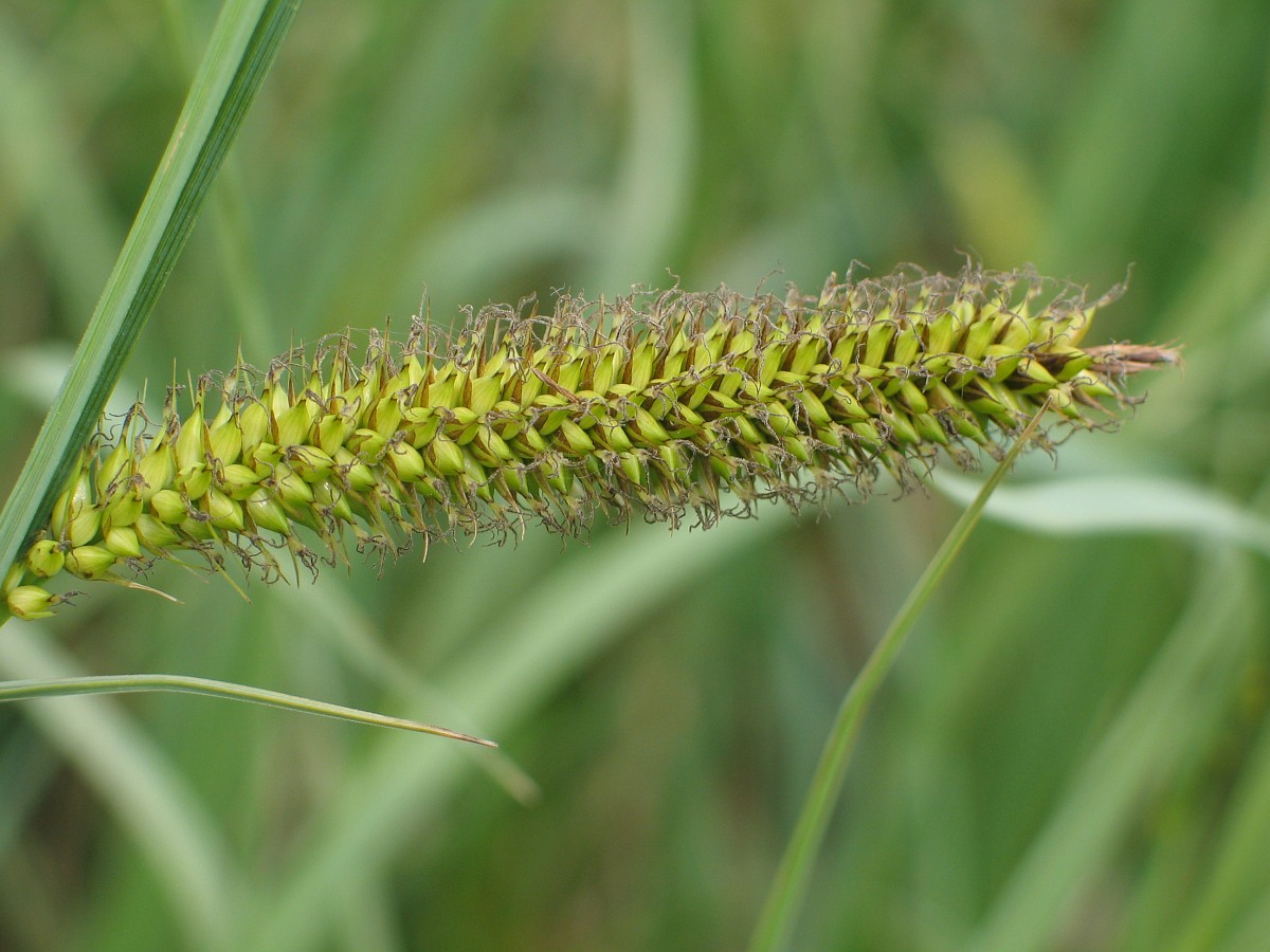 Carex riparia, Pond Sedge