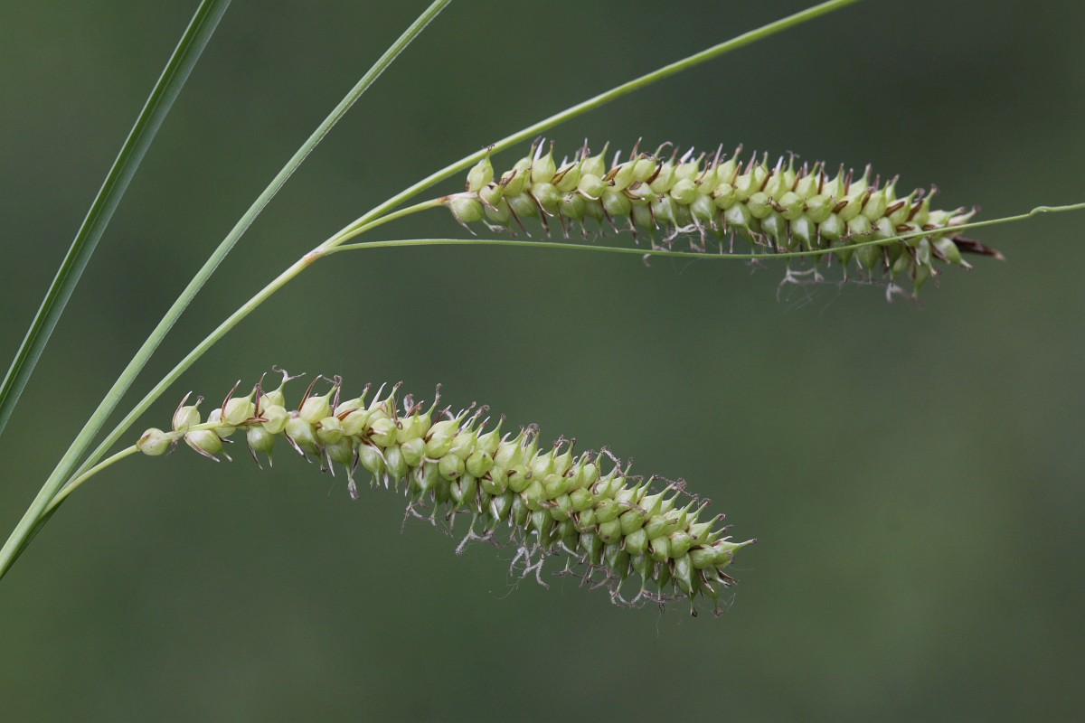 Carex rostrata, Beaked Sedge