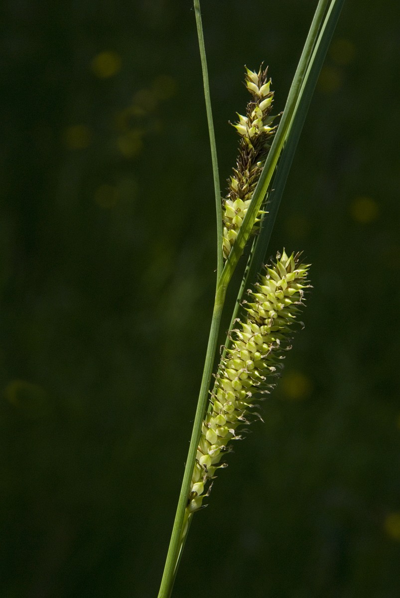 Carex rostrata, Beaked Sedge
