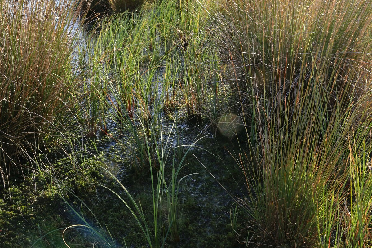 Carex rostrata, Beaked Sedge