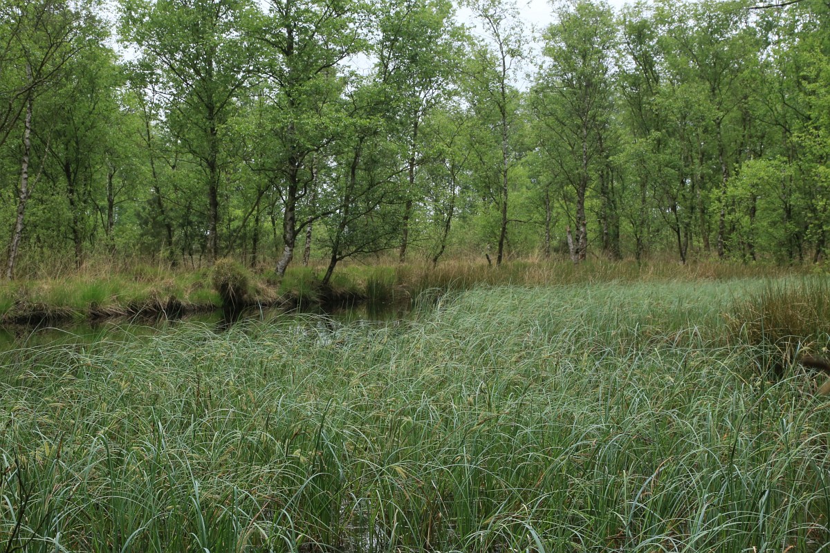 Carex rostrata, Beaked Sedge