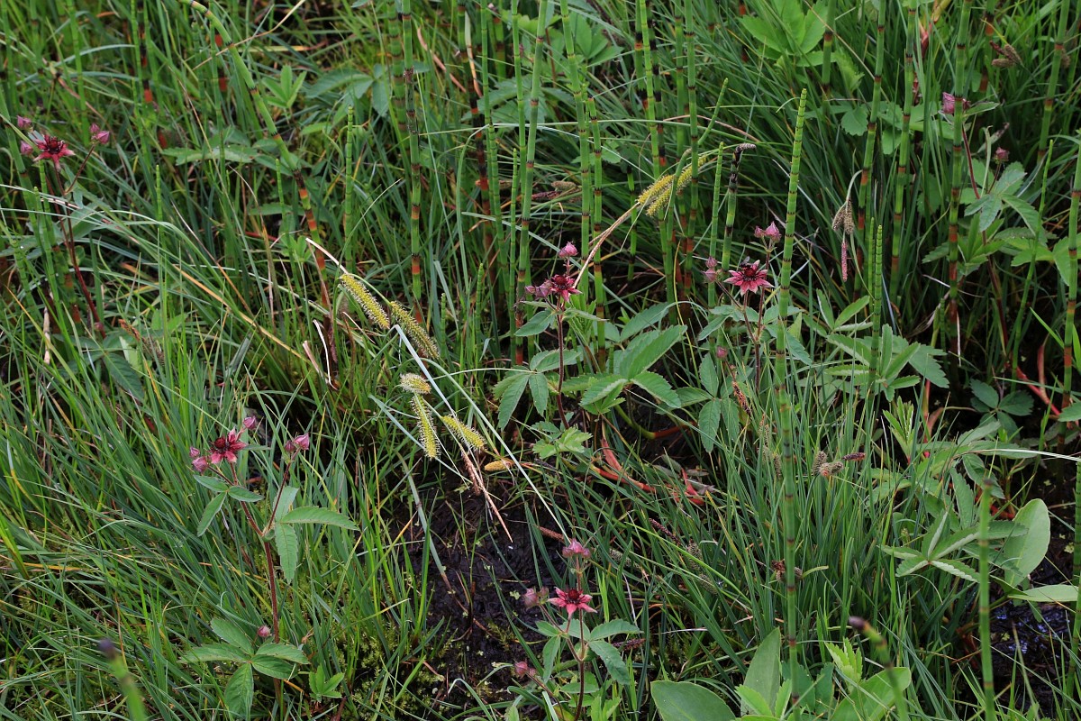 Carex rostrata, Beaked Sedge
