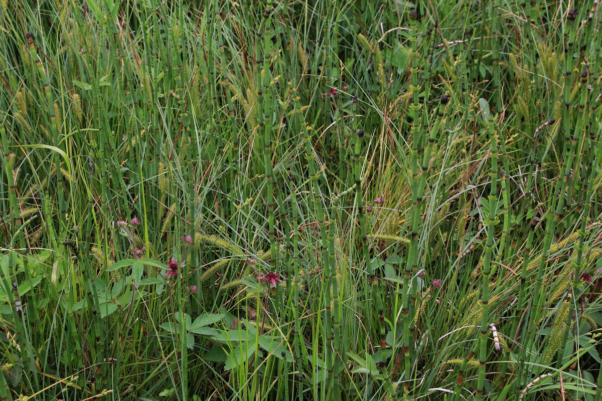 Carex rostrata, Beaked Sedge