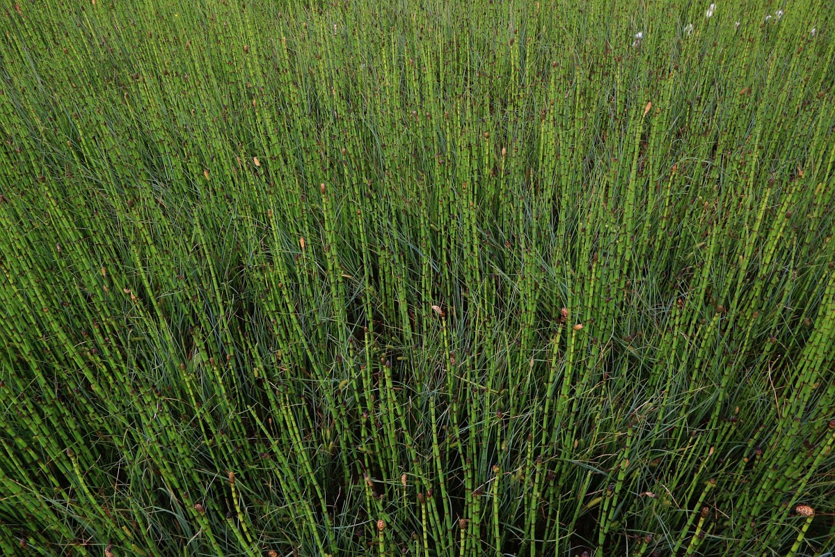 Carex rostrata, Beaked Sedge