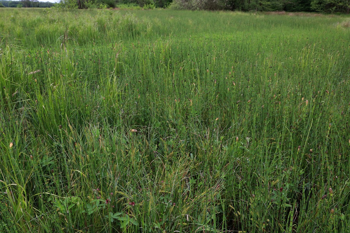 Carex rostrata, Beaked Sedge