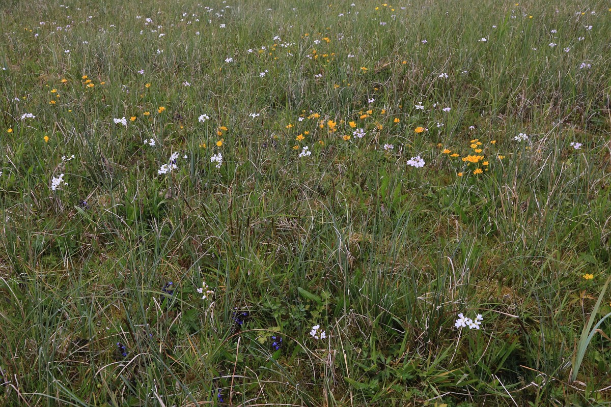 Carex rostrata, Beaked Sedge