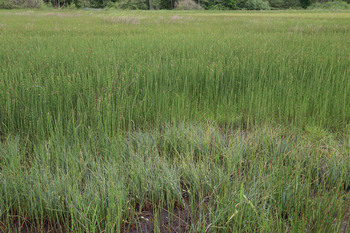 Carex rostrata, Beaked Sedge