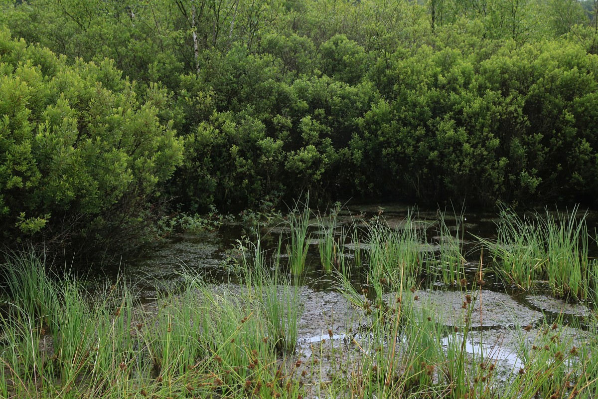 Carex rostrata, Beaked Sedge