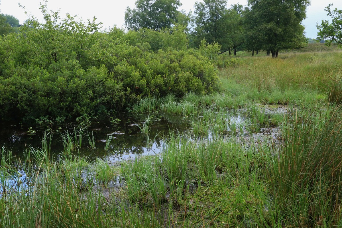 Carex rostrata, Beaked Sedge