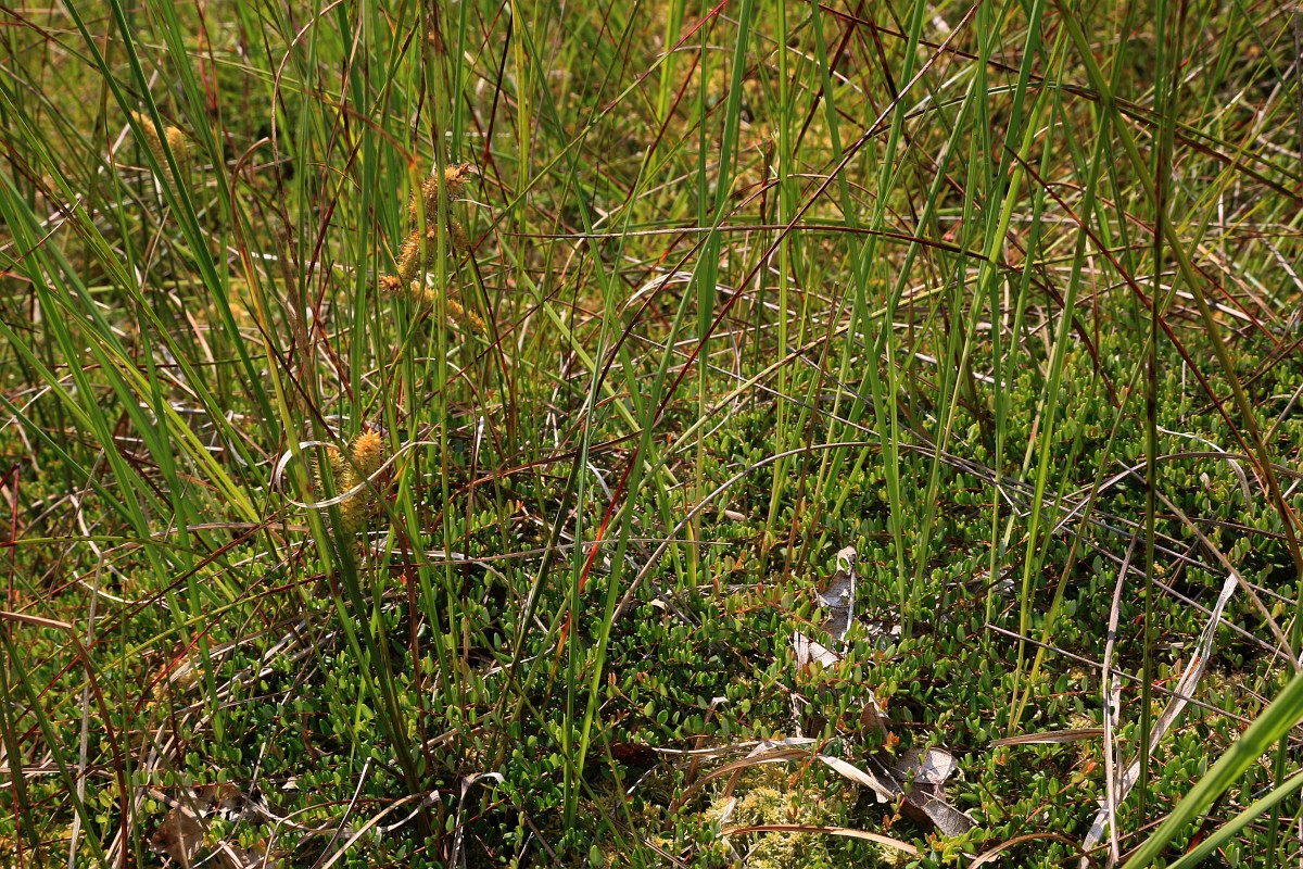 Carex rostrata, Beaked Sedge
