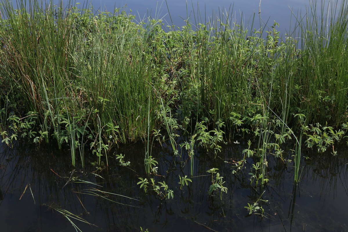 Carex rostrata, Beaked Sedge
