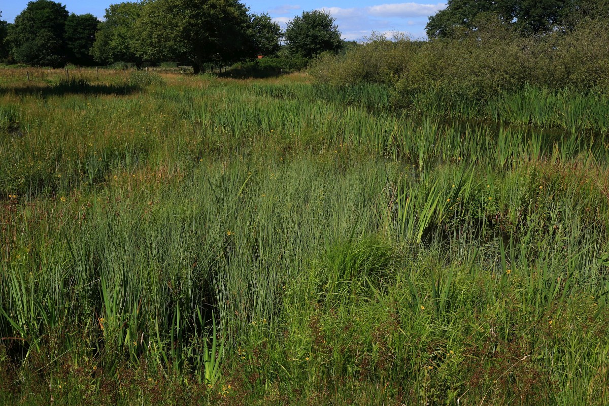 Carex rostrata, Beaked Sedge