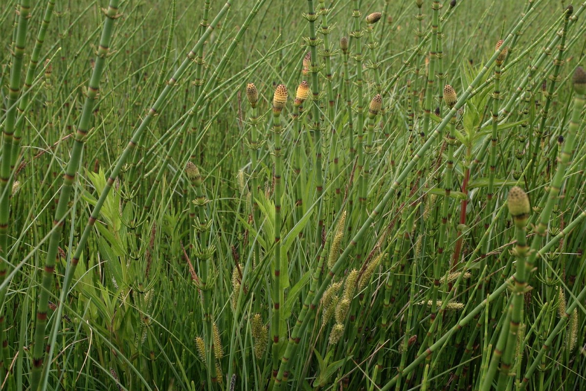 Carex rostrata, Beaked Sedge