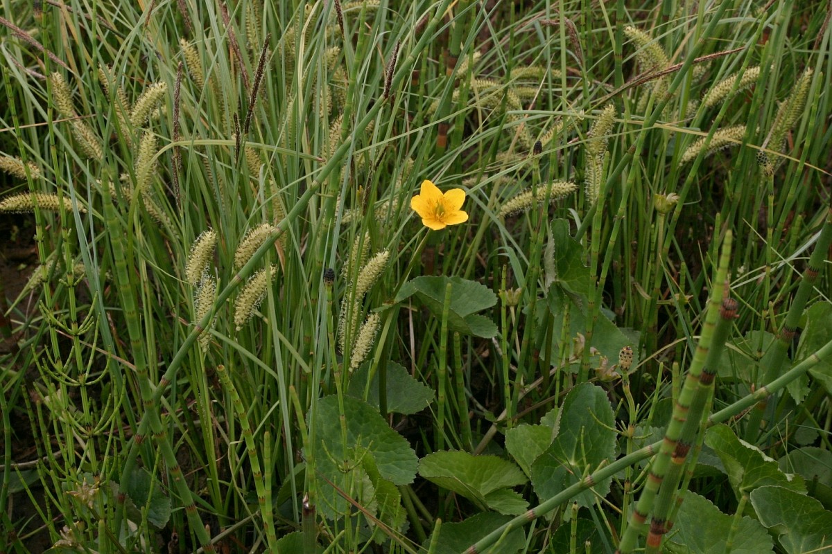 Carex rostrata, Beaked Sedge