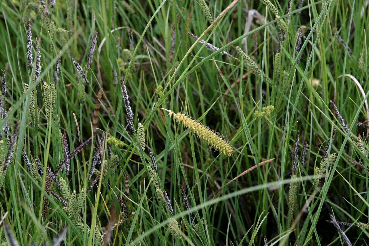 Carex rostrata, Beaked Sedge