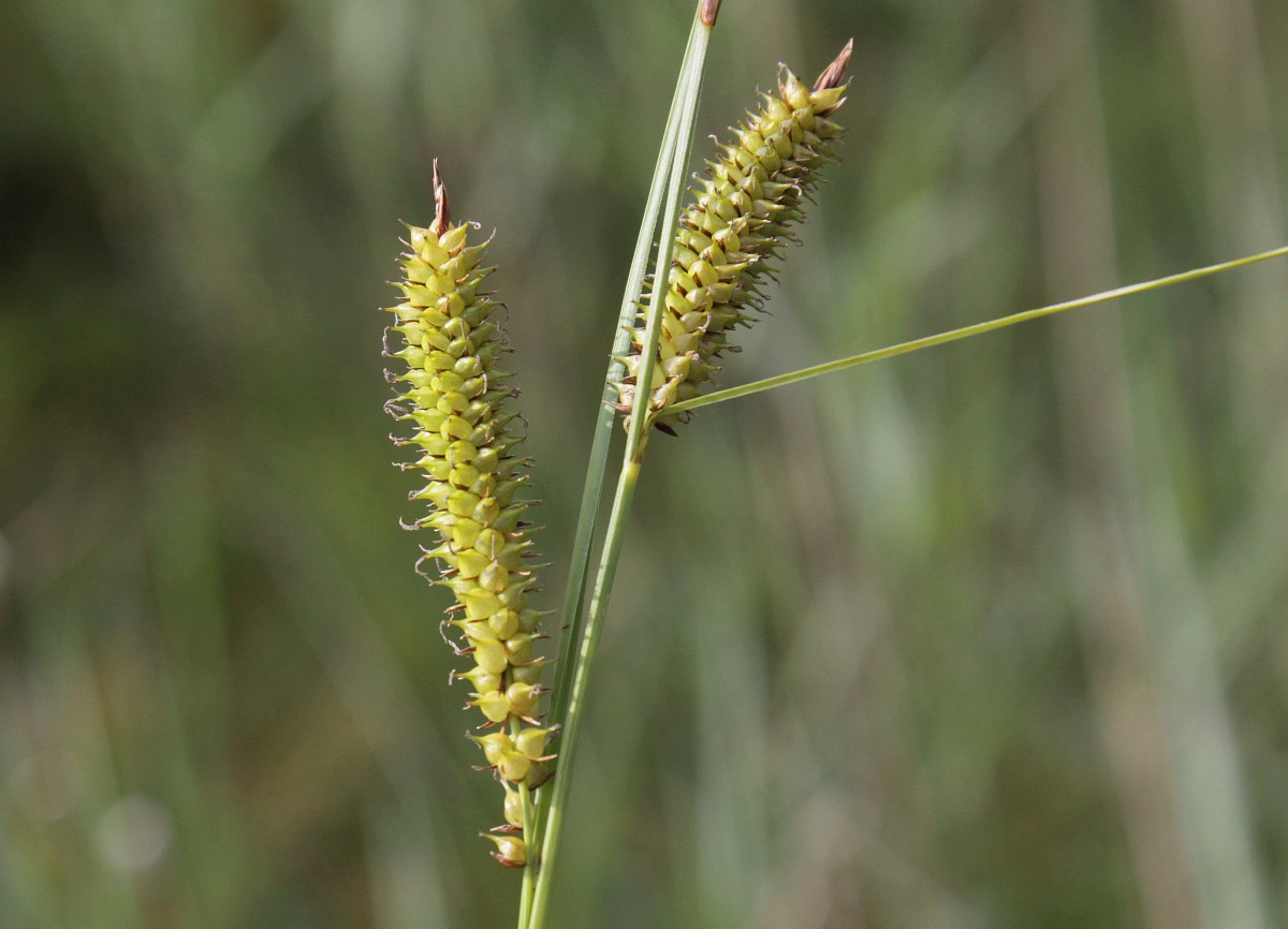 Carex rostrata, Beaked Sedge