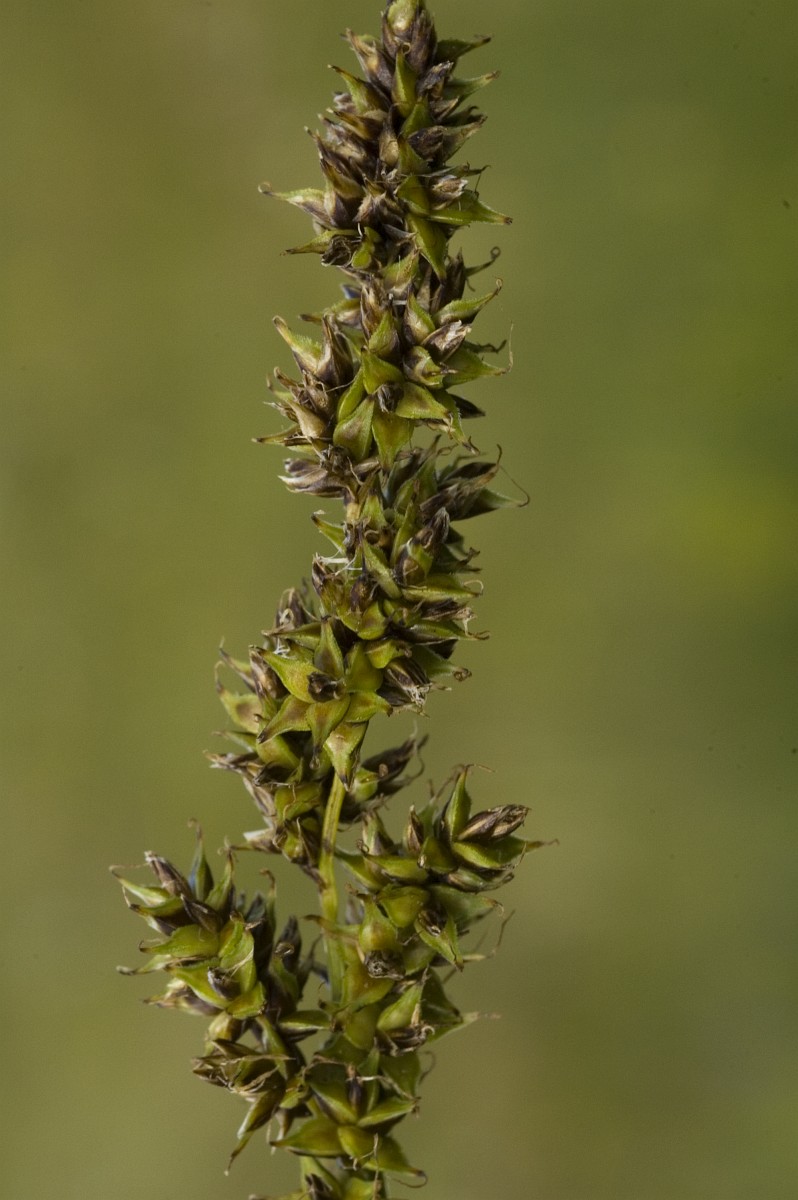 Carex vulpina, True Fox-sedge