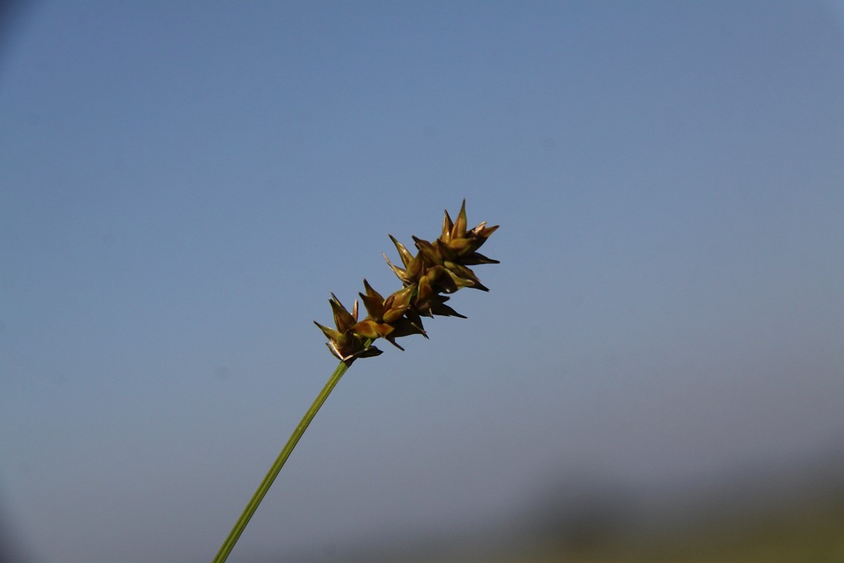 Carex vulpina, True Fox-sedge