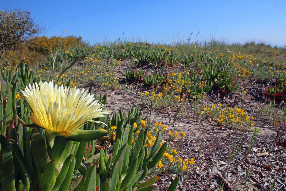 Carpobrotus edulis, Hottentot Fig