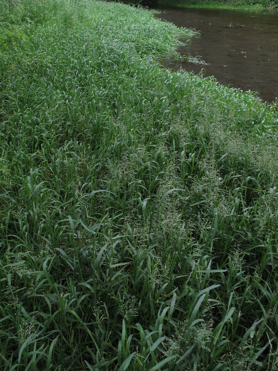 Catabrosa aquatica, Water Whorlgrass
