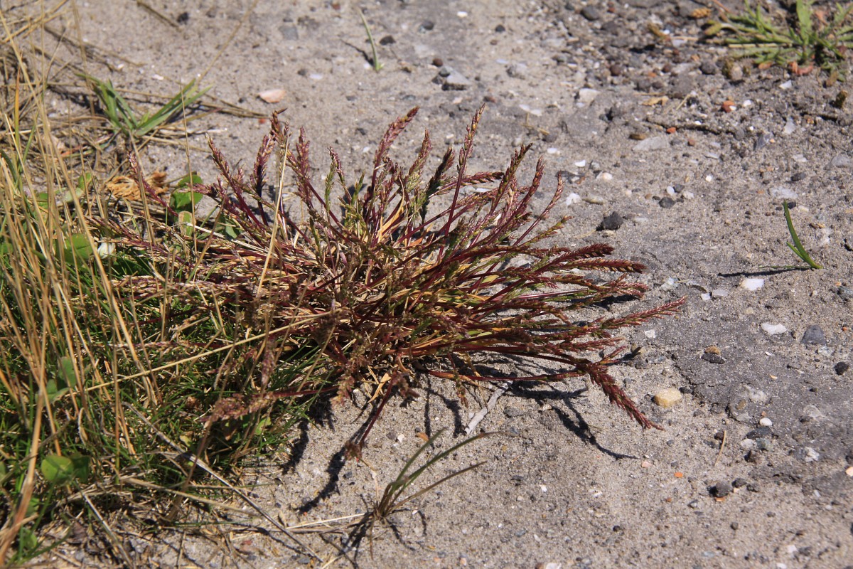 Catapodium marinum, Sea Fern-grass