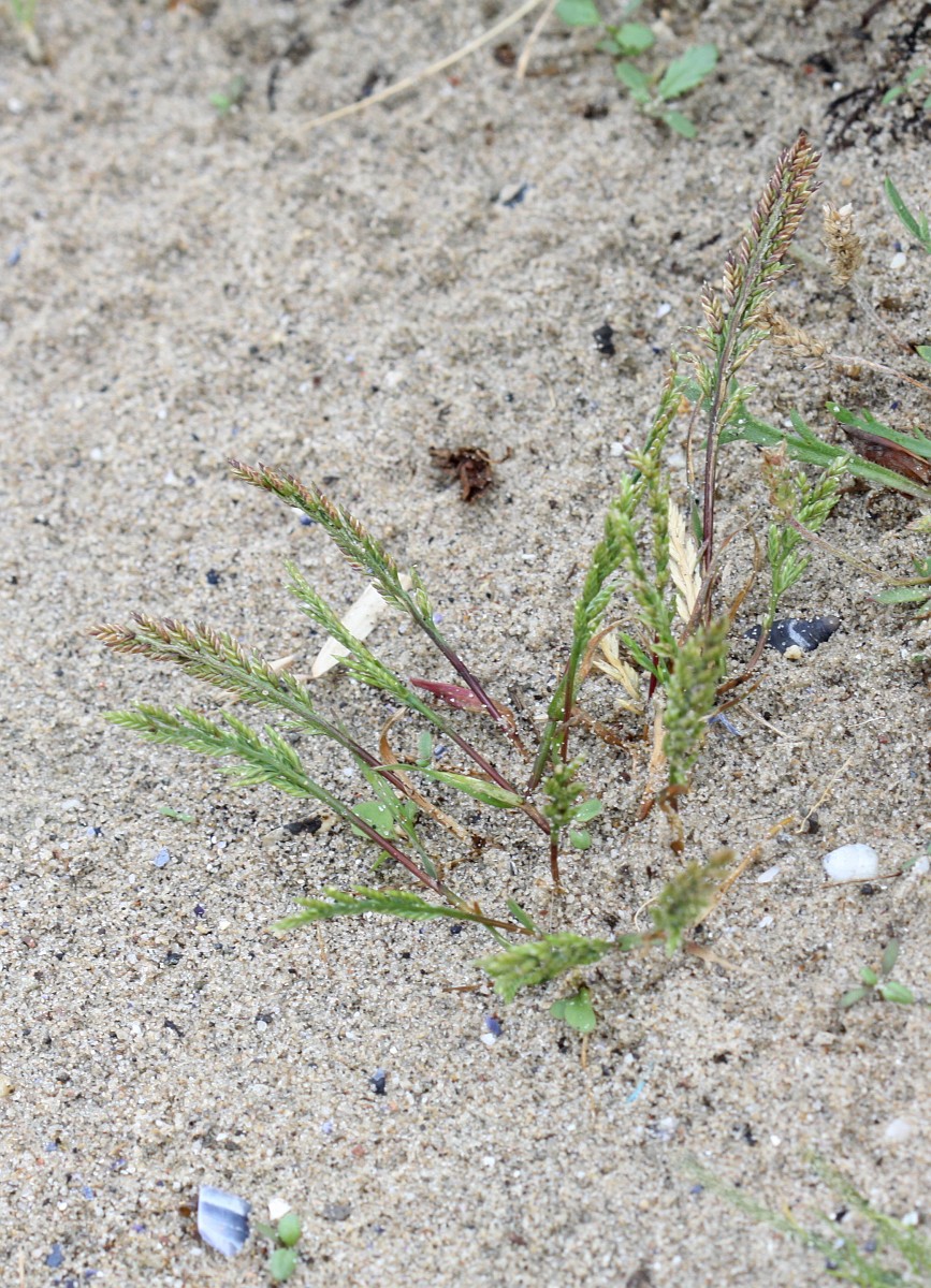 Catapodium marinum, Sea-Fern-grass