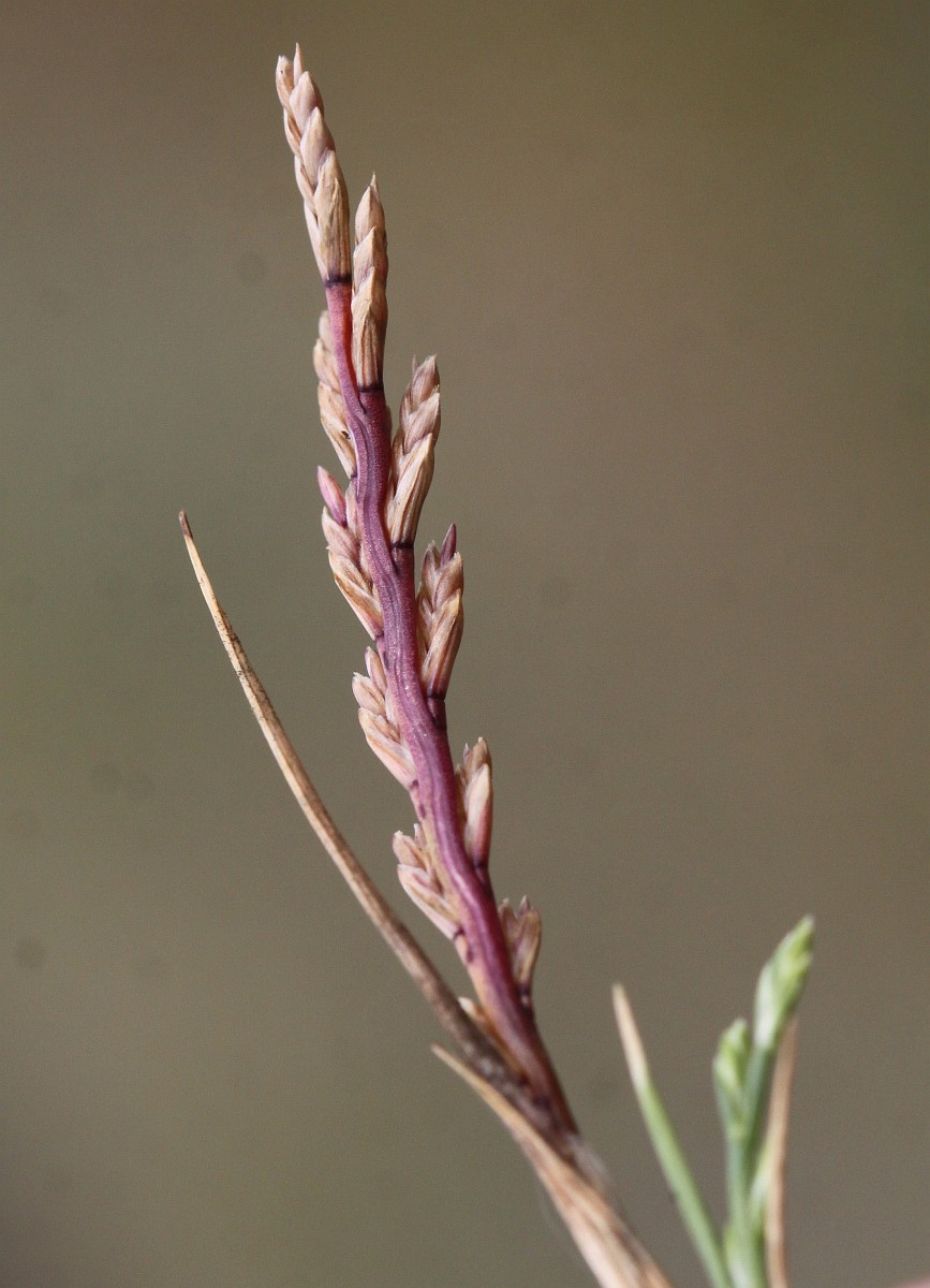 Catapodium marinum, Sea-Fern-grass