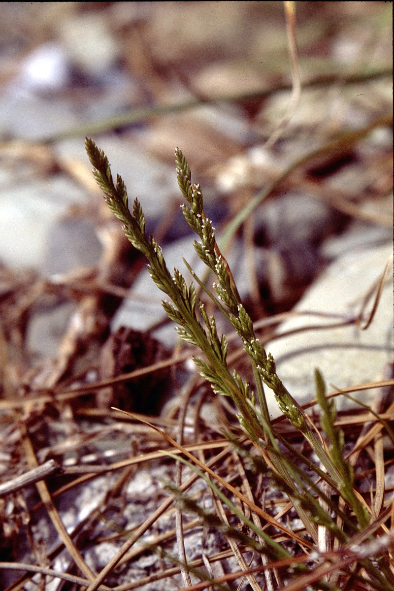 Catapodium marinum, Sea-fern grass